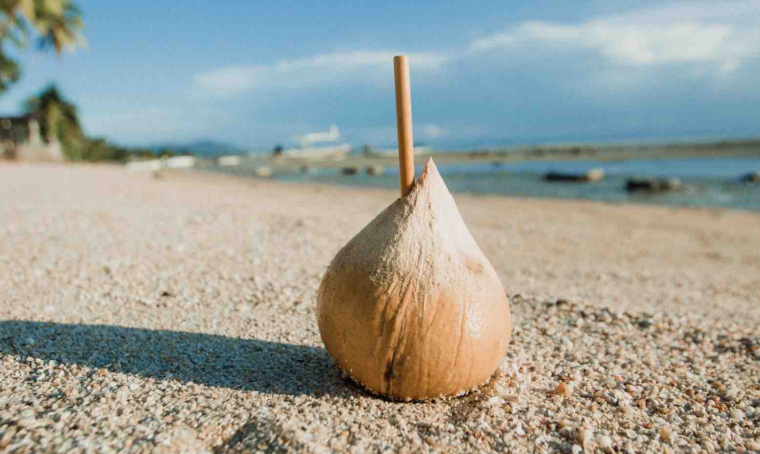 Get Your Paws on a Cocobear. - Erin Bosik